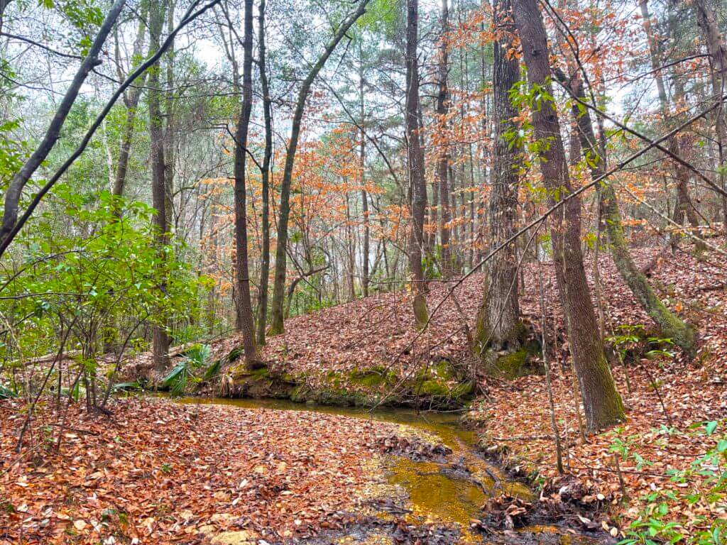 Alabama | Butler Land & Timber Co | Land Purchasers